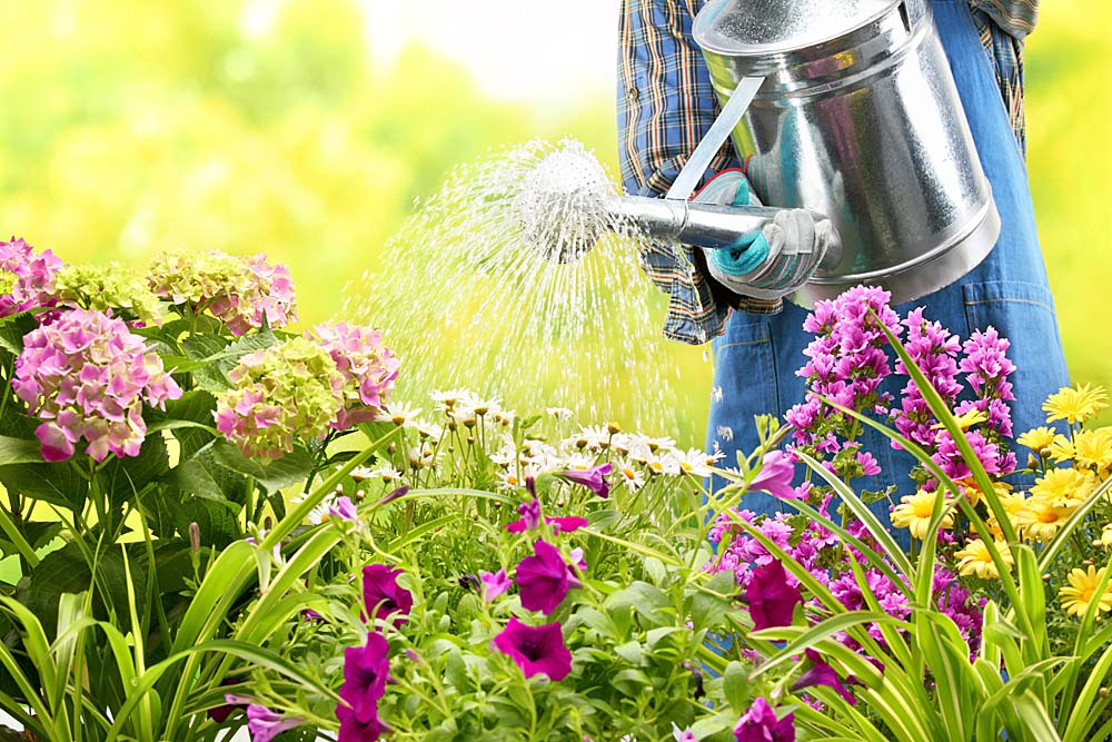 Water Your Way To Happy Plants MH Landscapes Water Your Way To Happy Plants MH Landscapes